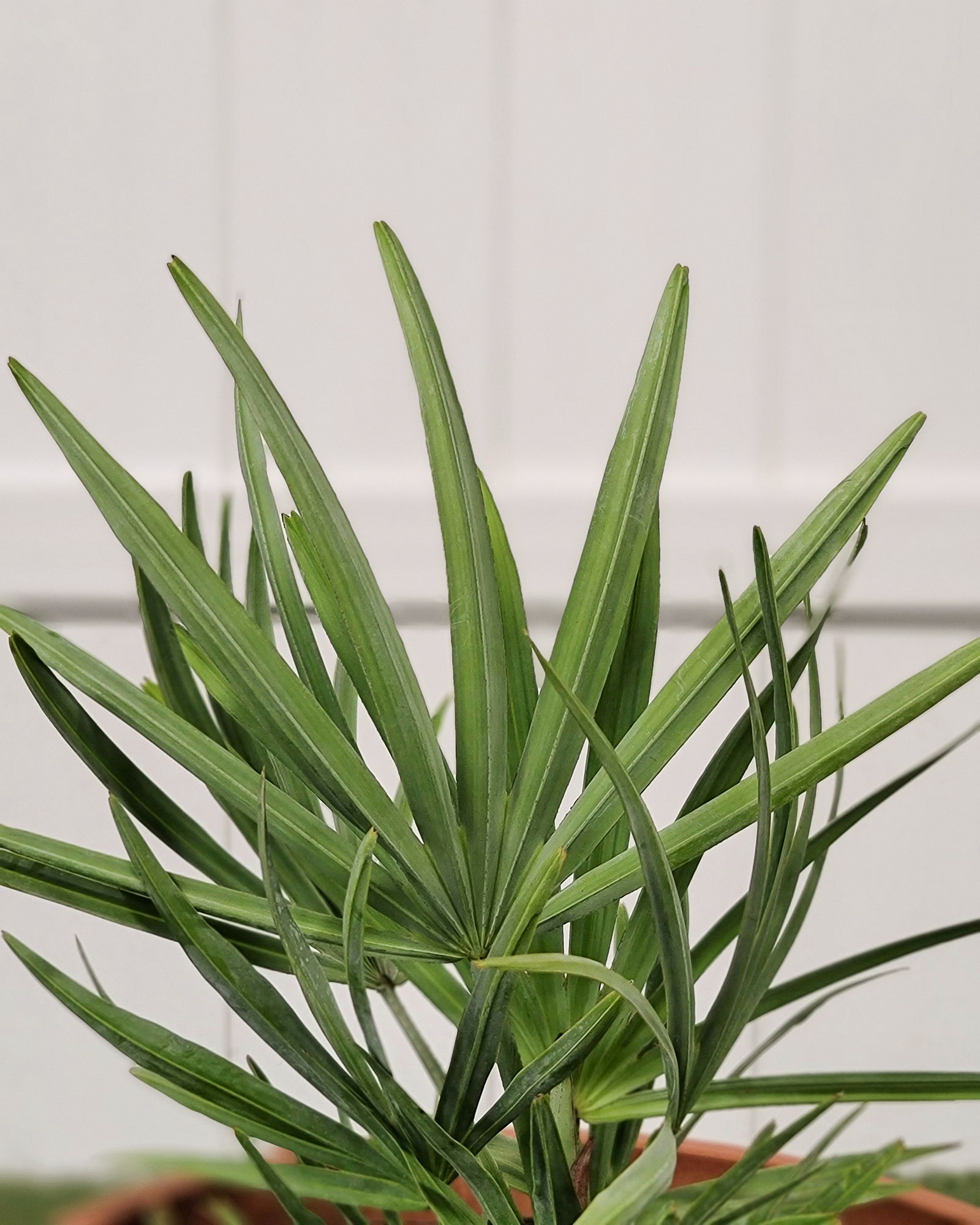 Serenoa repens ‘Cinerea’, Silver Saw Palmetto | PlantVine