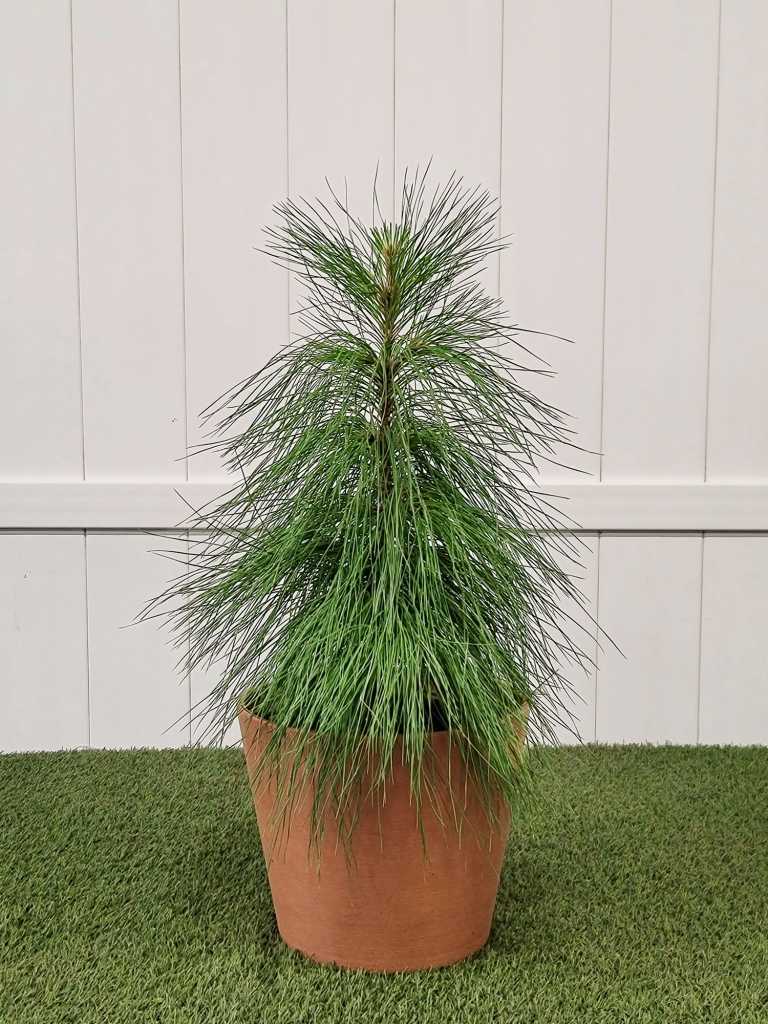Slash Pine | PlantVine