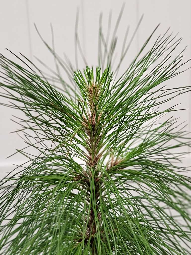 Slash Pine | PlantVine