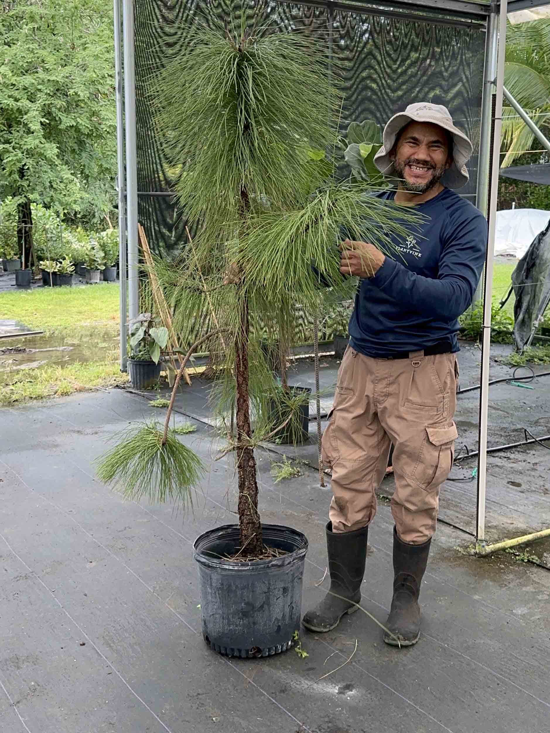 Slash Pine | PlantVine