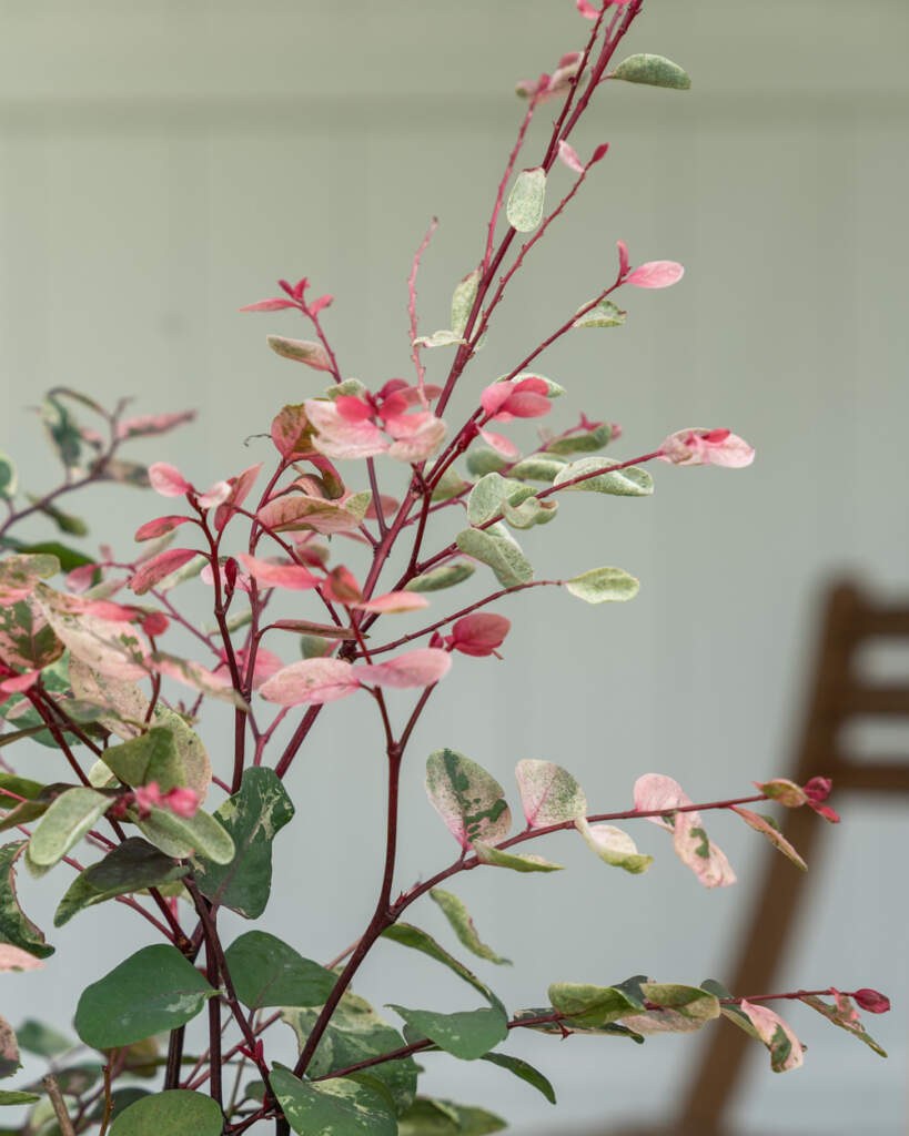 Breynia disticha, Snow on the Mountain, Snowbush | PlantVine