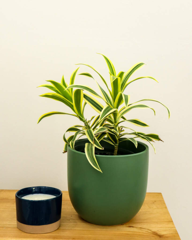 Song of India Tree | PlantVine