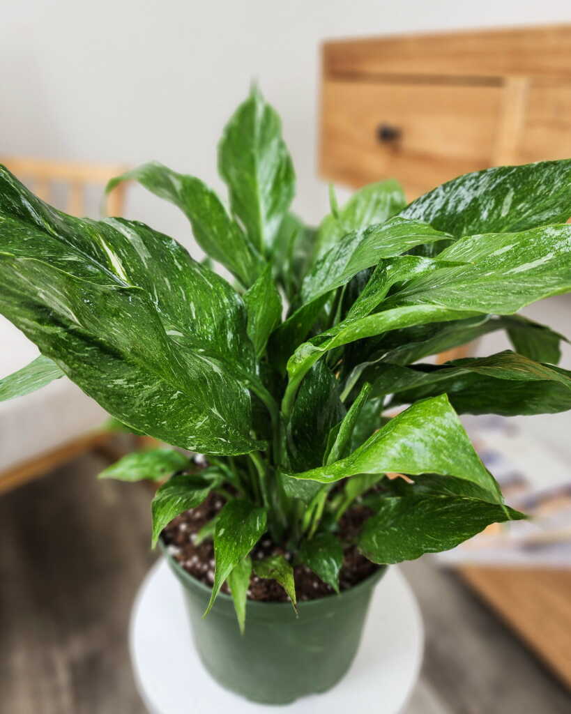 Spathiphyllum ‘Domino’ | PlantVine