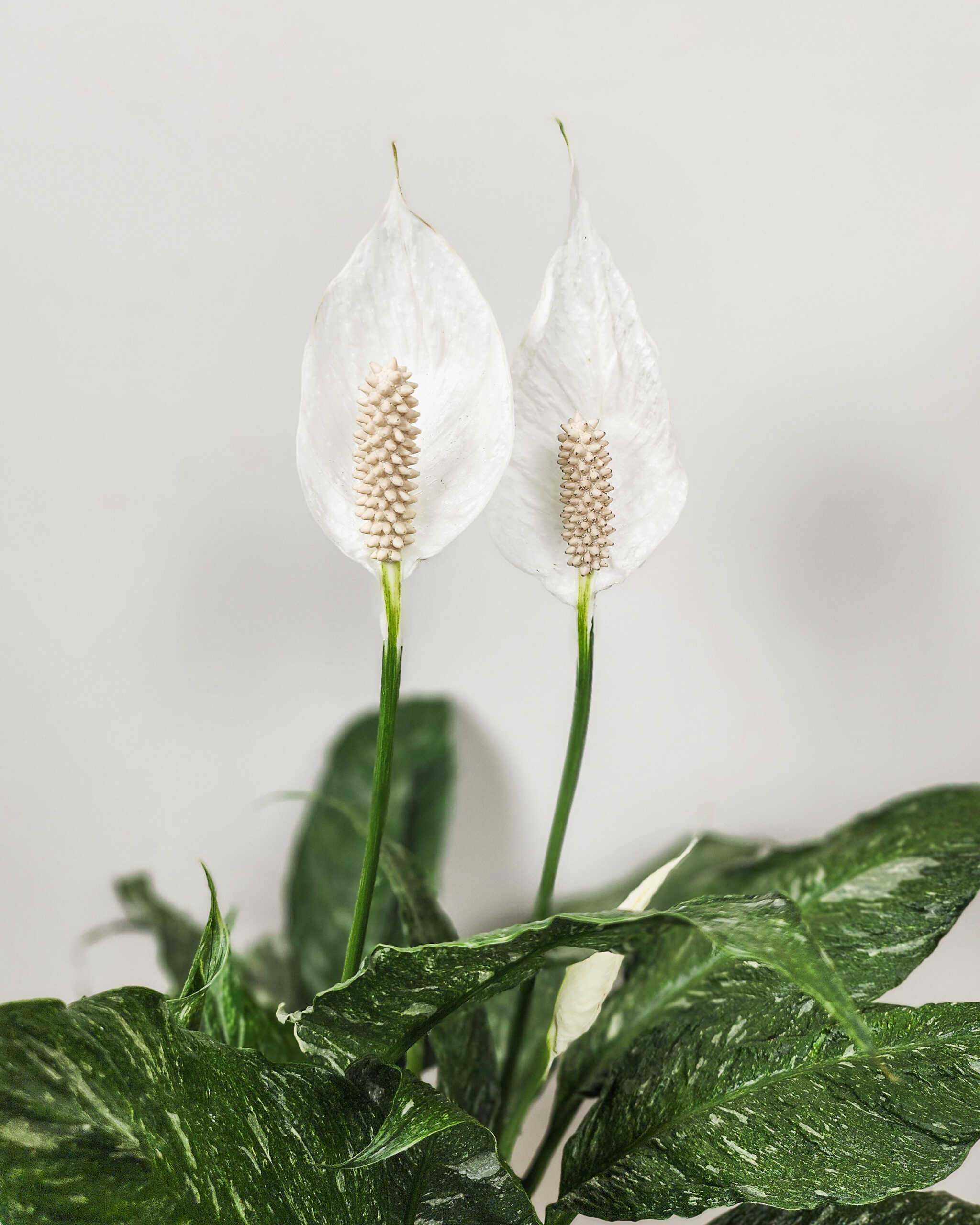 Spathiphyllum ‘Domino’ | PlantVine