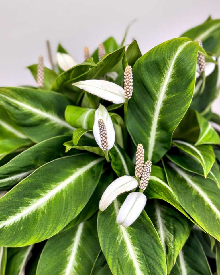 Spathiphyllum ‘Silver Streak’ | PlantVine
