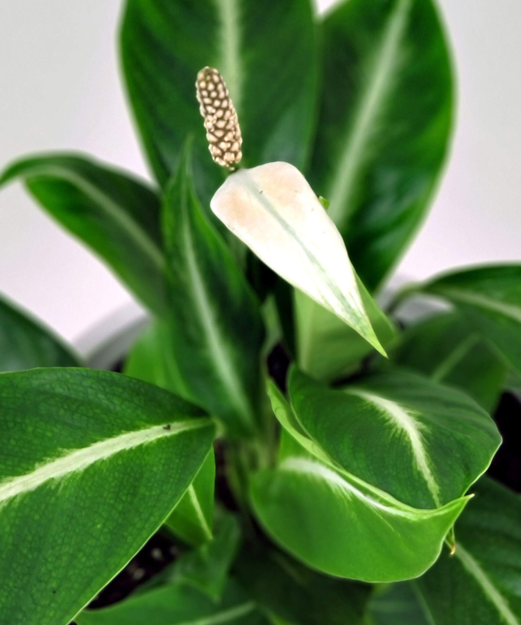 Spathiphyllum ‘Silver Streak’ | PlantVine