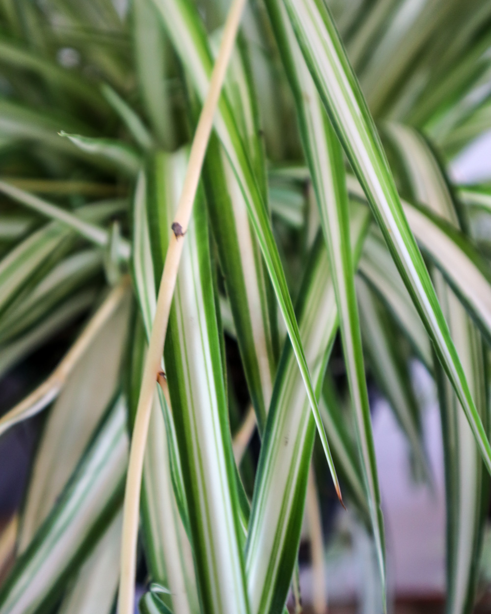 Buy Chlorophytum comosum, Spider Plant | Free Shipping over $100