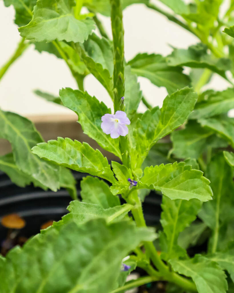Florida Blue Porterweed | PlantVine