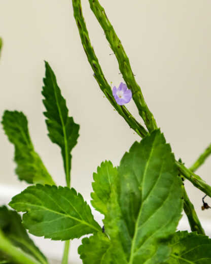 Florida Blue Porterweed | PlantVine