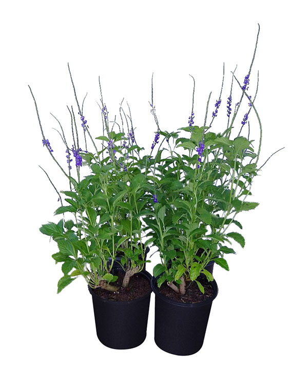Buy Stachytarpheta jamaicensis, Florida Native Porterweed | Free ...