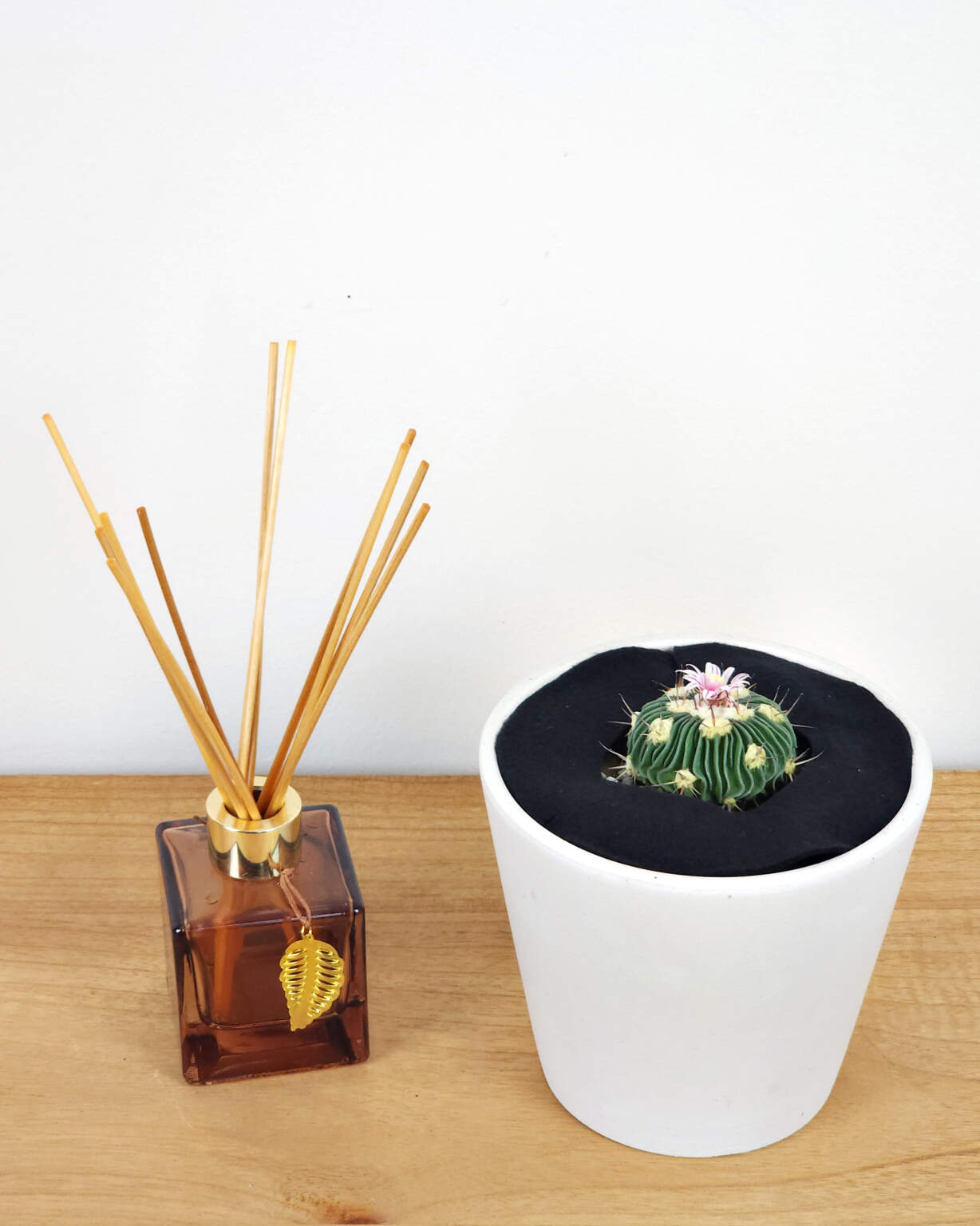 Brain Cactus | PlantVine
