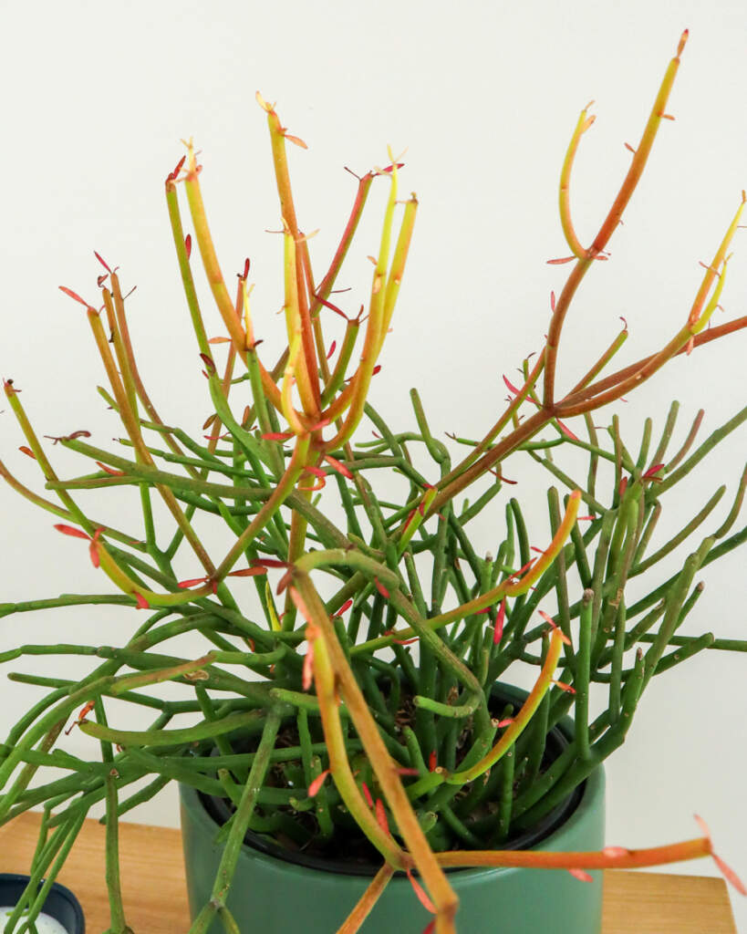 Euphorbia Tirucalli Pencil Tree World Of Succulents