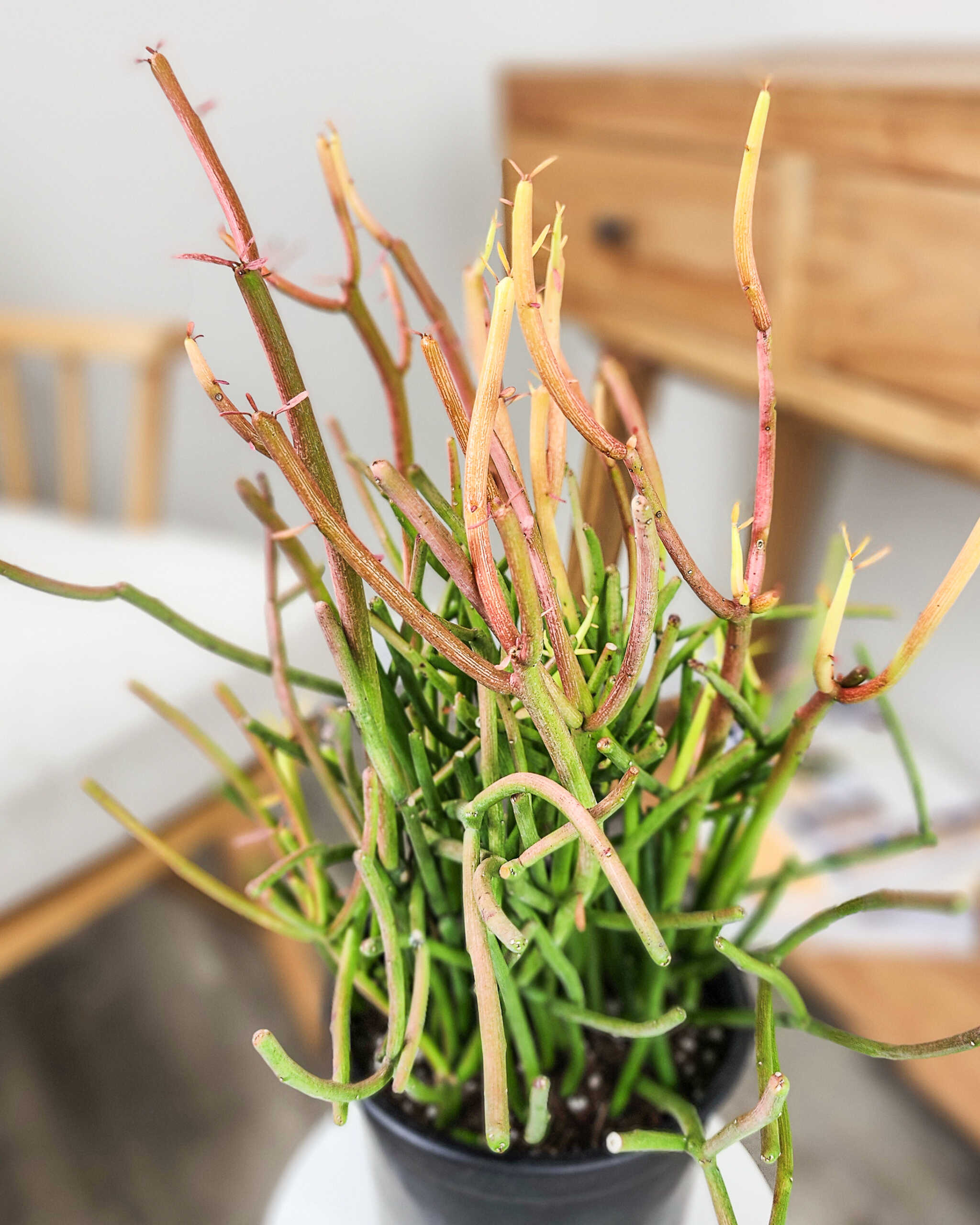 Sticks of Fire Pencil Cactus | PlantVine