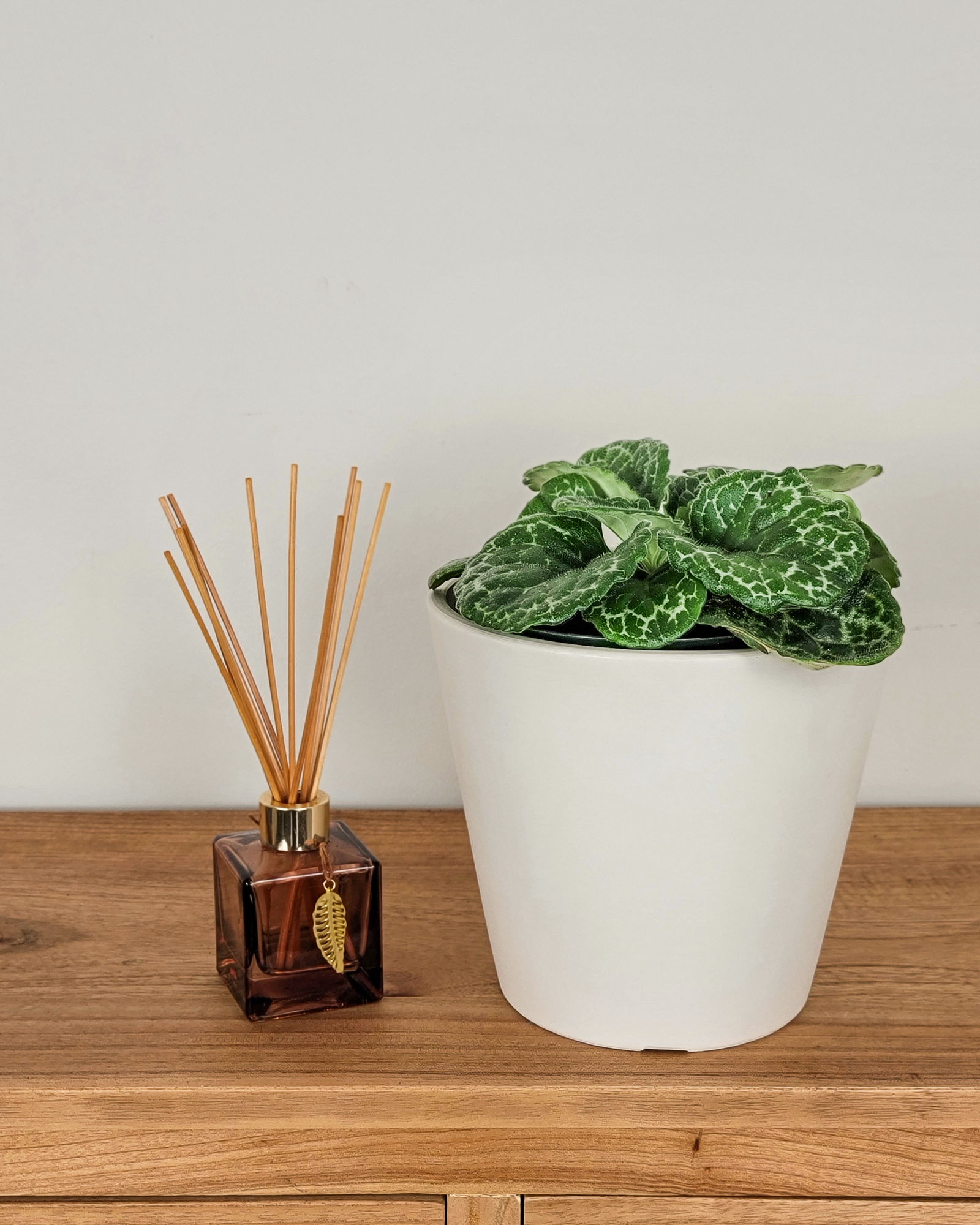 Streptocarpus ‘Pretty Turtle’ | PlantVine