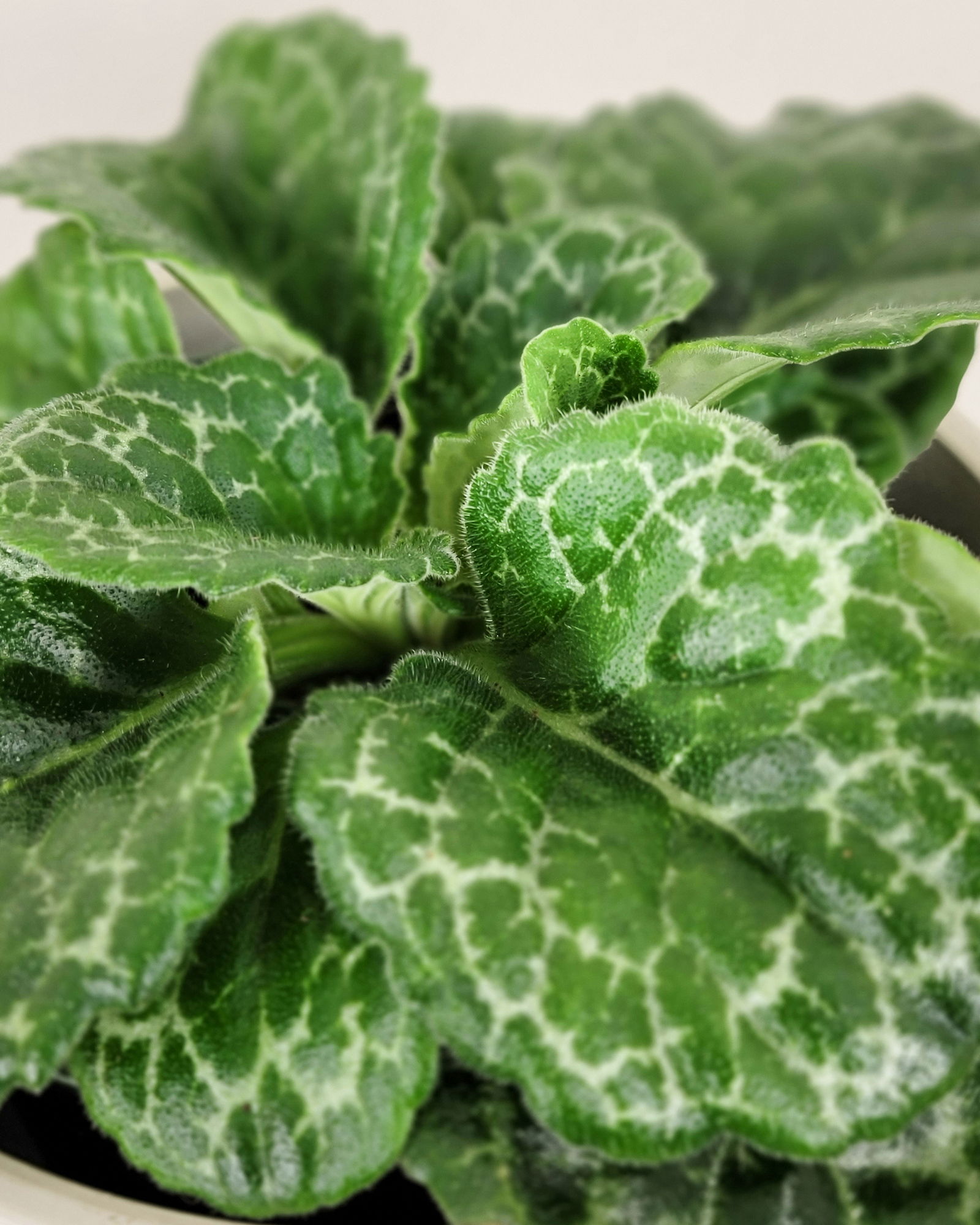 Streptocarpus ‘Pretty Turtle’ | PlantVine