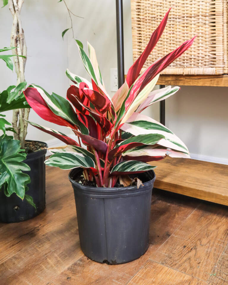 Buy Stromanthe 'Triostar' Plant Online | Free Delivery Over $100