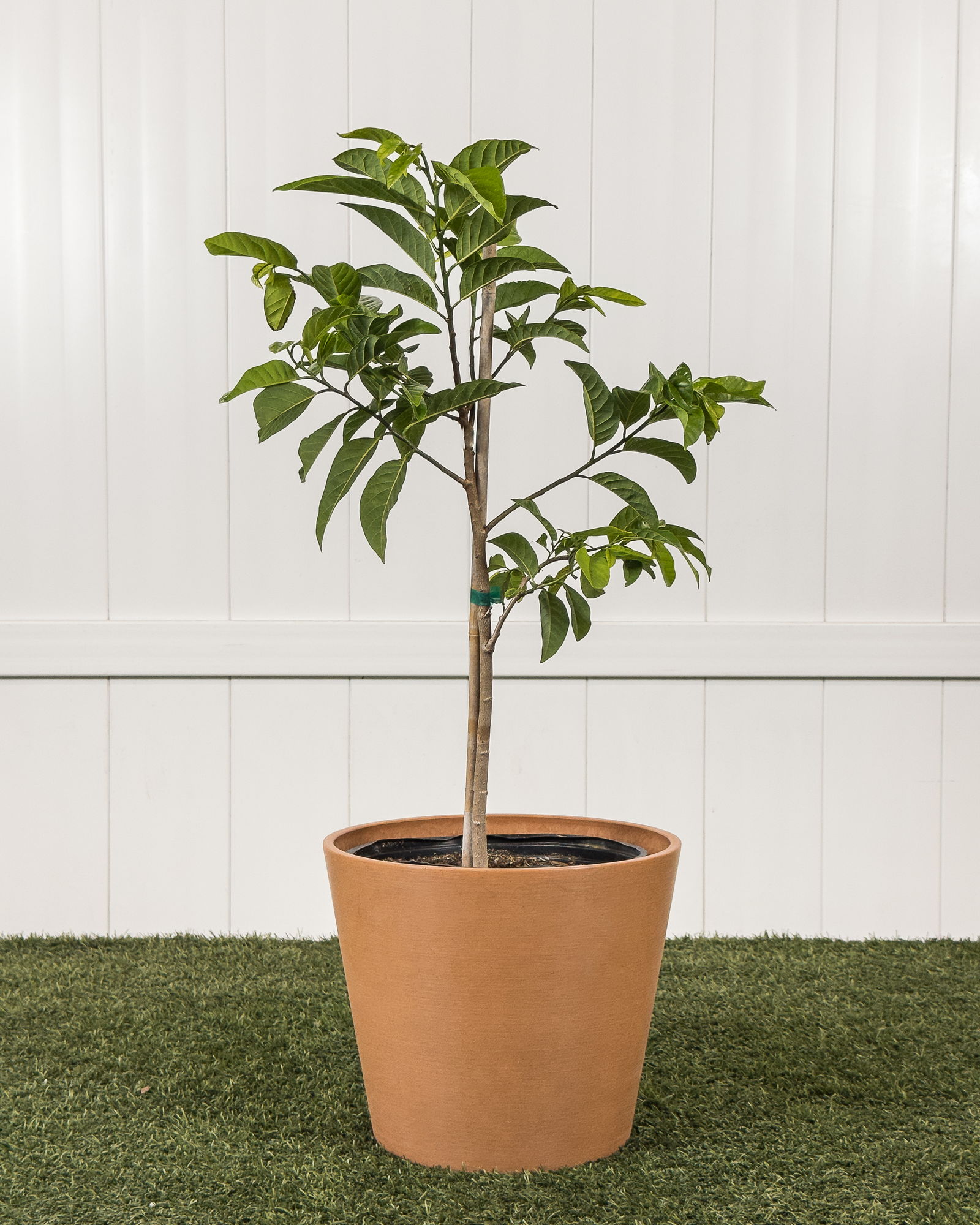 Sugar Apple Tree | PlantVine