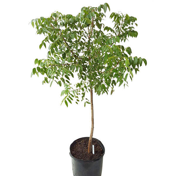 Swietenia mahagoni, Mahogany Tree | PlantVine