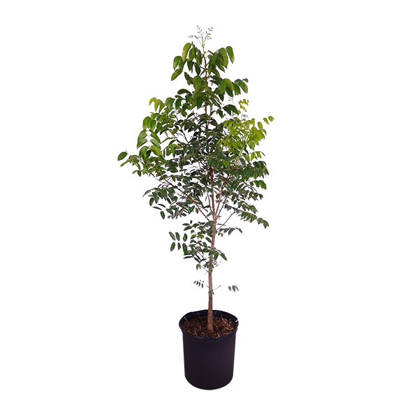 Buy Swietenia mahagoni, Mahogany Tree | Free Shipping over $100