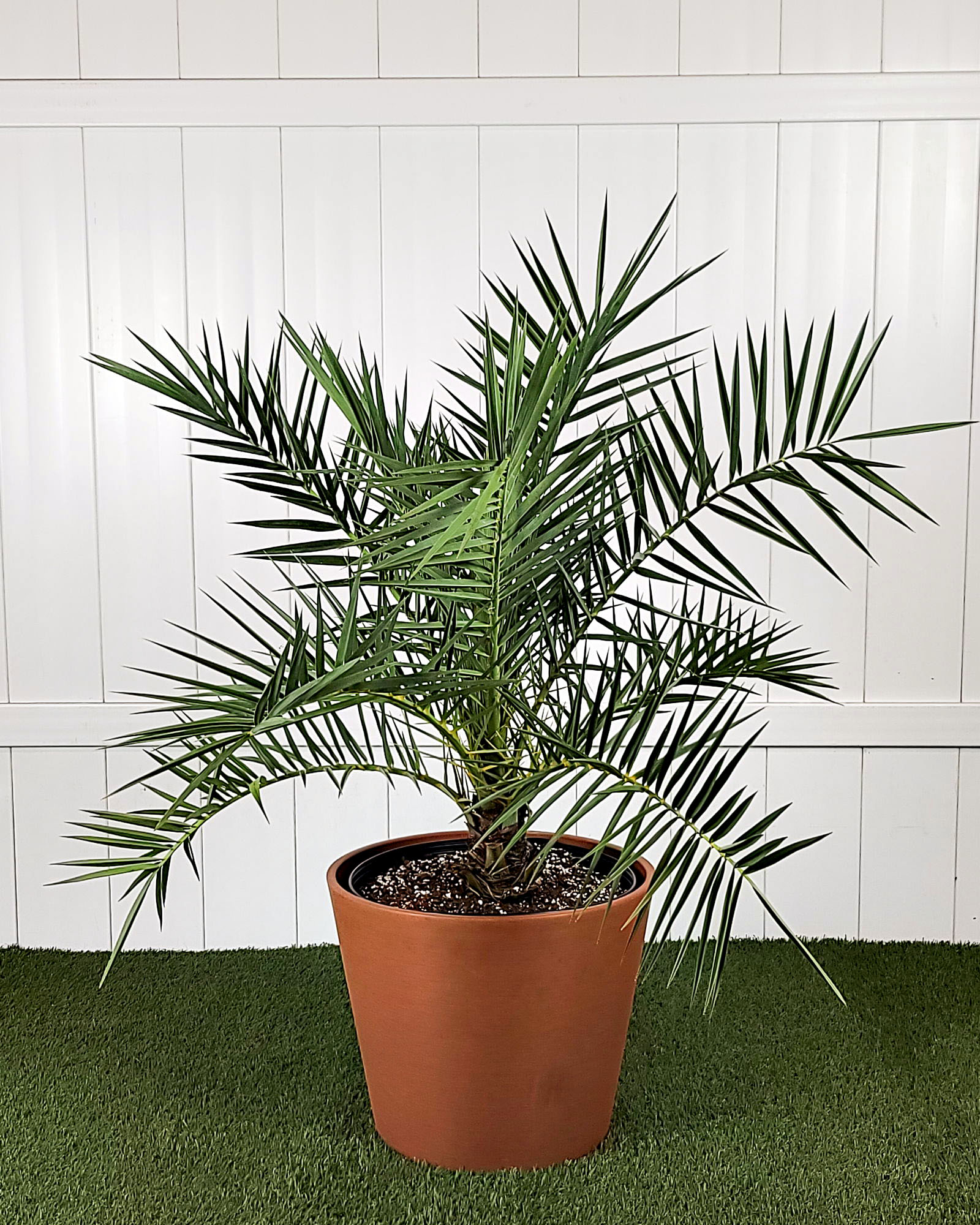 Buy Sylvester Date Palm Online | Phoenix Sylvestris Plant