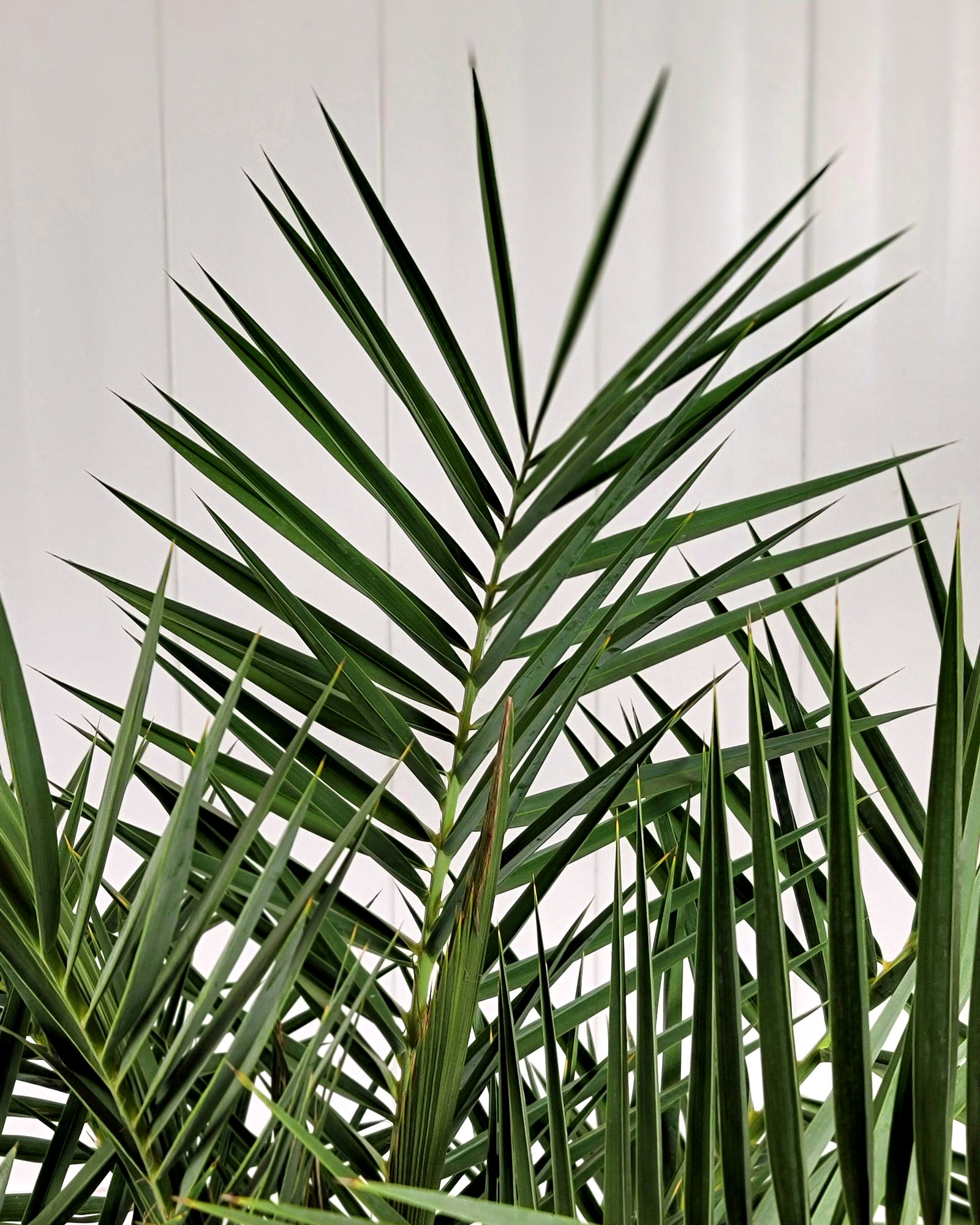 Buy Sylvester Date Palm Online | Phoenix Sylvestris Plant