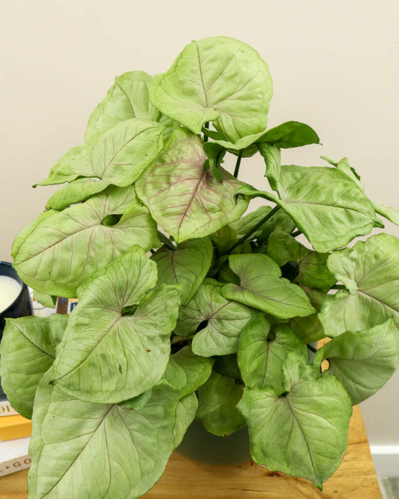 Syngonium podophyllum ‘Bold Allusion’ | PlantVine