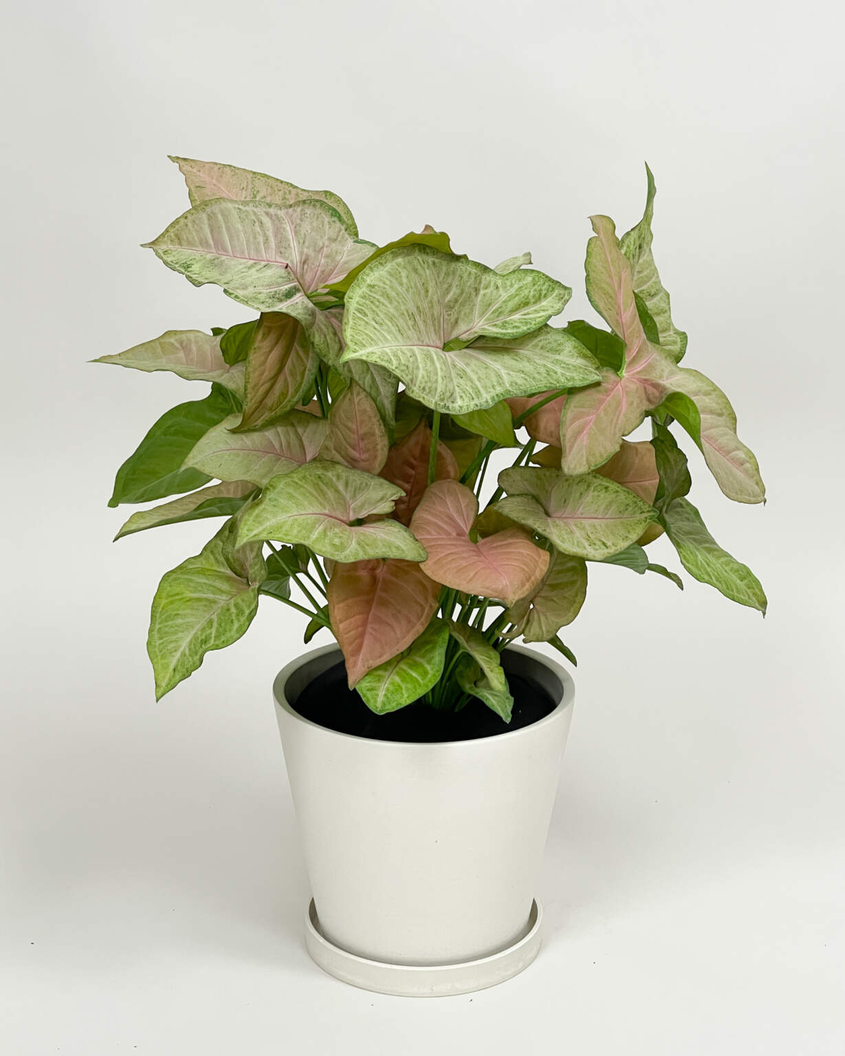 Pink Syngonium | PlantVine