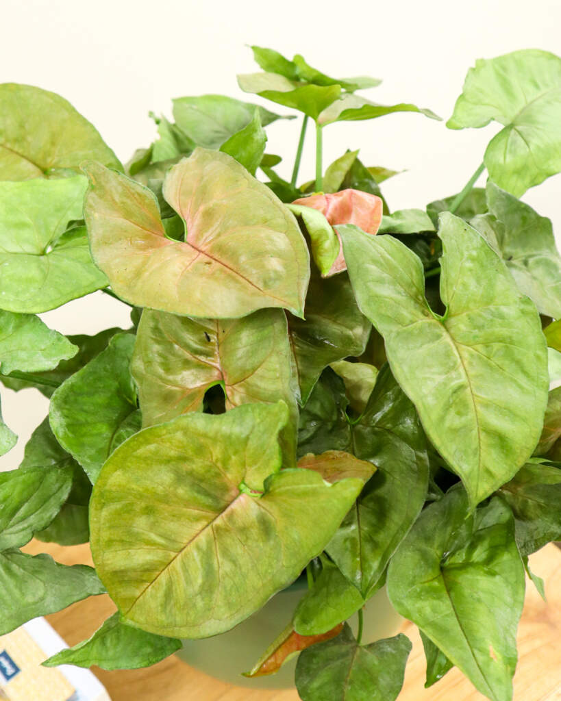 Syngonium podophyllum 'Maria Allusion', Arrowhead Plant | PlantVine