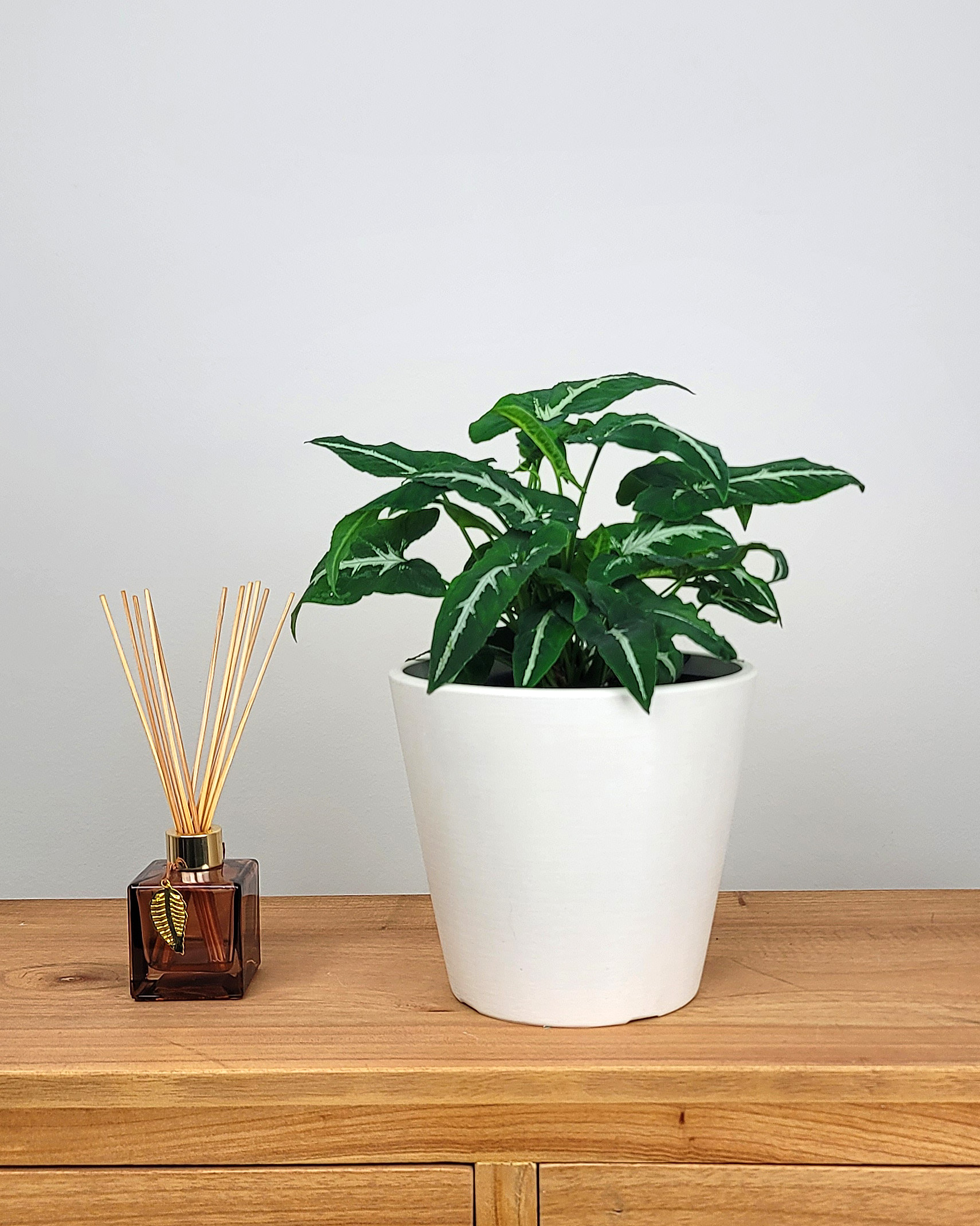 Syngonium wendlandii | PlantVine