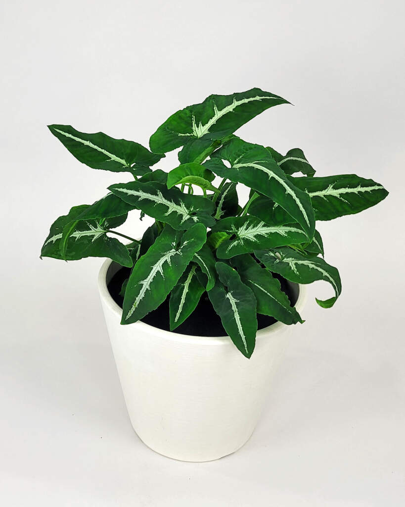 Syngonium wendlandii | PlantVine