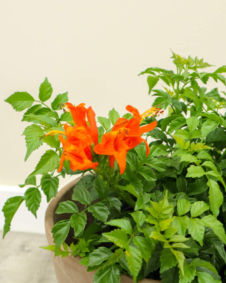 Tecoma Stans 'Orange Jubilee', Yellow Elder, Esperanza, Trumpetflower ...