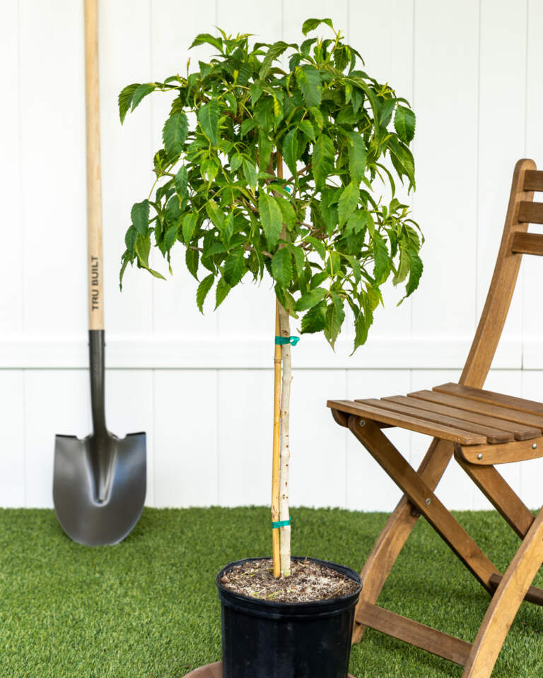 Buy Esperanza Plant, Tecoma Stans Online | Yellow Elder Plant