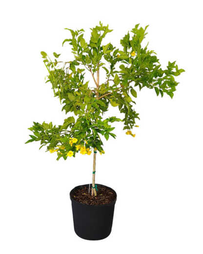 Buy Esperanza Plant, Tecoma Stans Online | Yellow Elder Plant