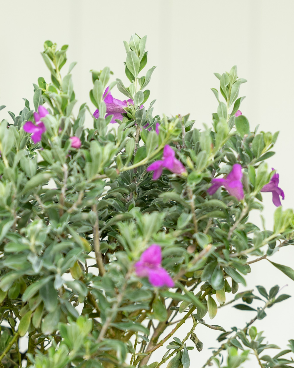 Buy Leucophyllum frutescens, Texas Sage, Cenizo, Barometer Bush ...