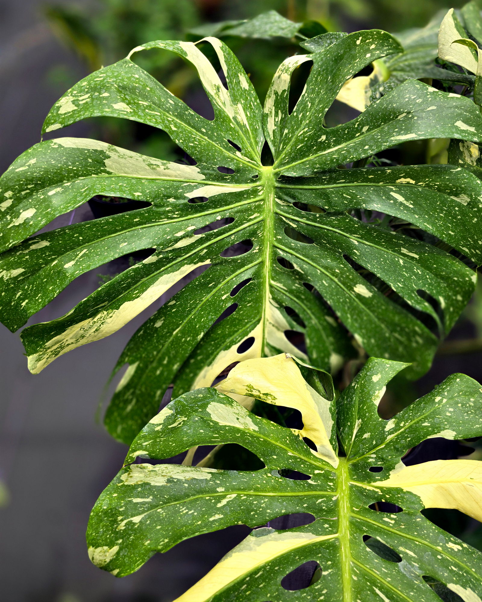 Darryl’s Discoveries | PlantVine