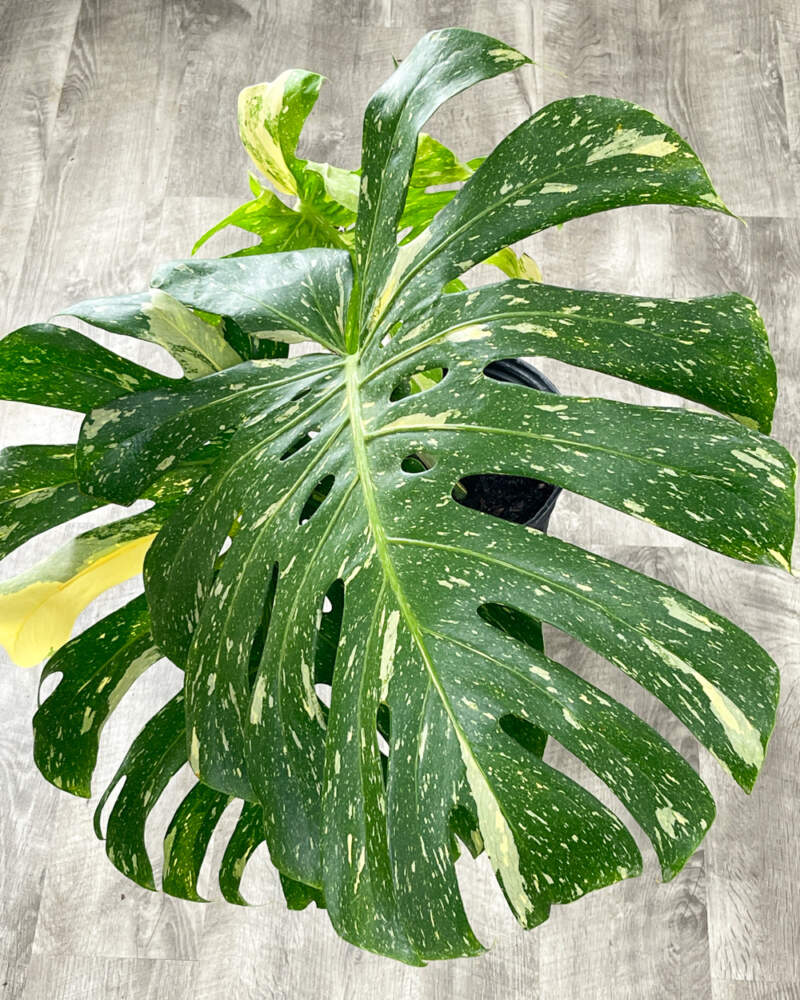 Monstera Varieties | PlantVine
