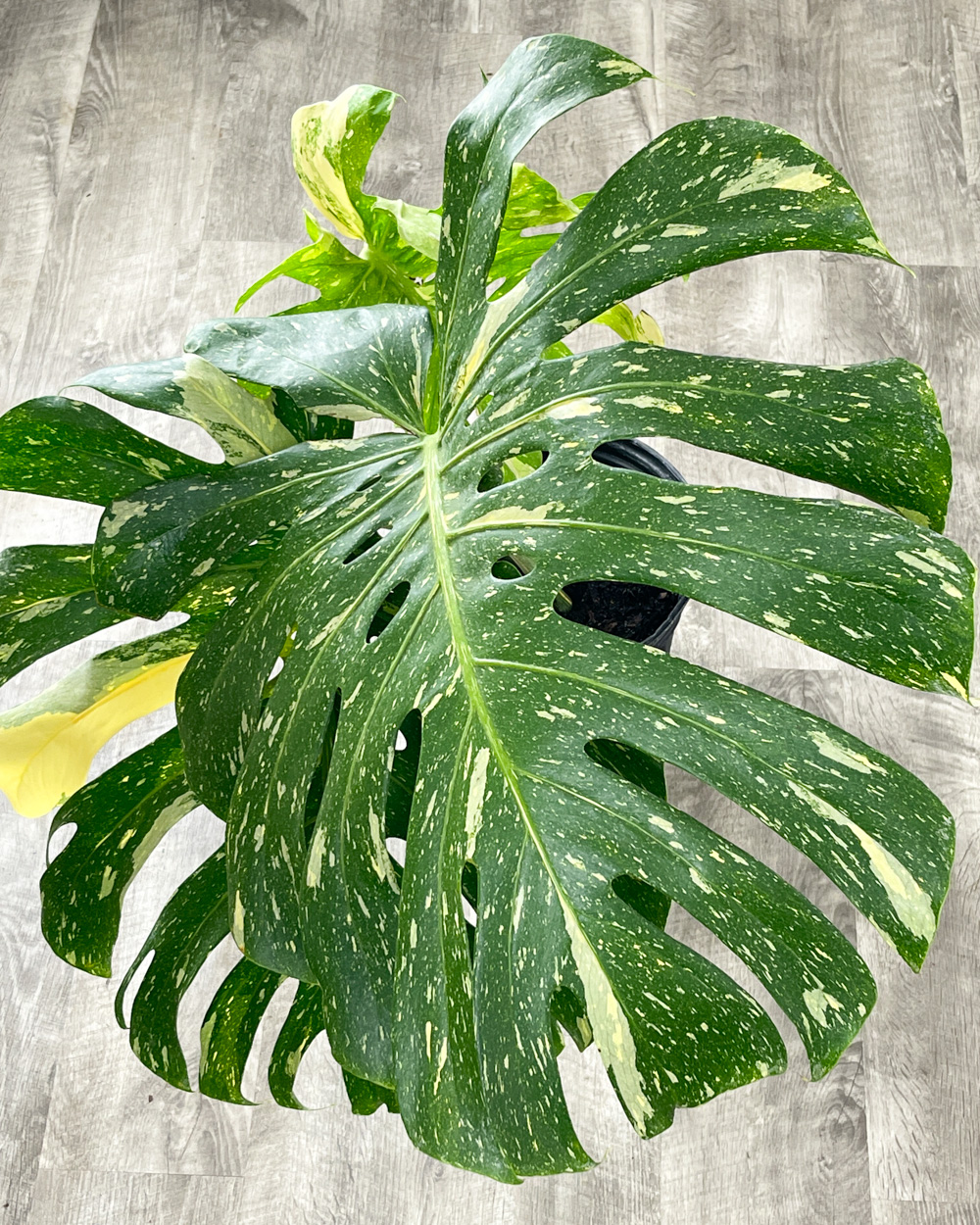 Monstera Varieties | PlantVine