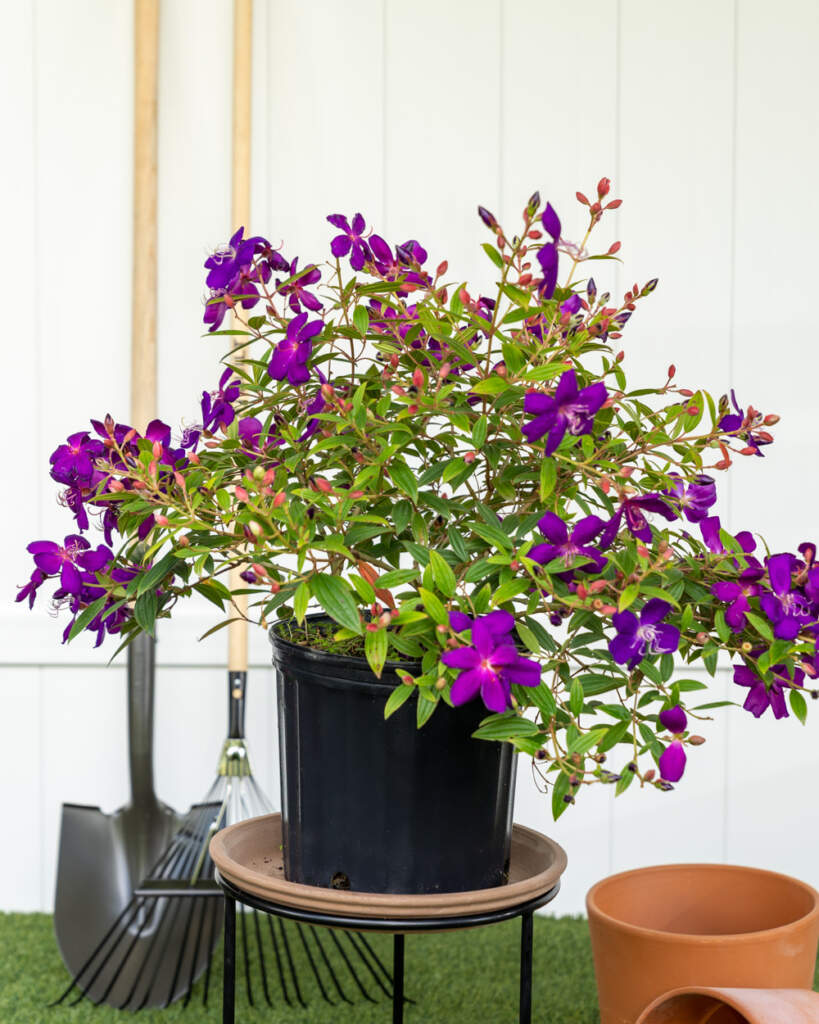 Tibouchina lepidota, Purple Glory Bush | PlantVine