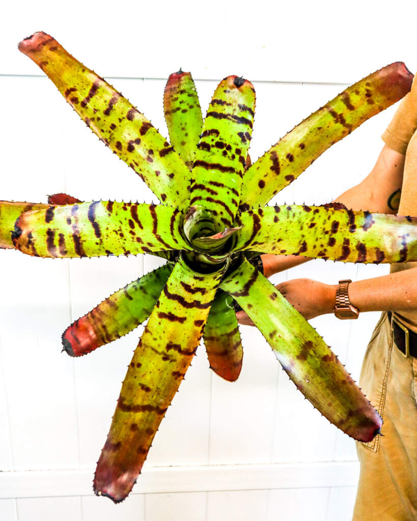 Neoregelia ‘Tiger’, Bromeliad | PlantVine