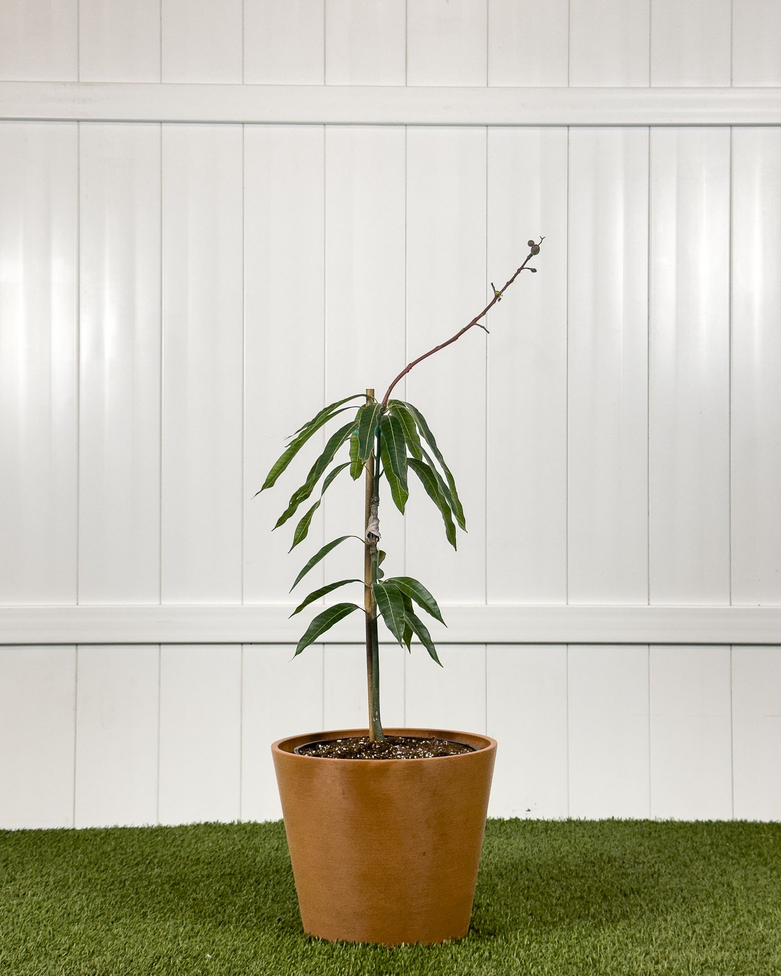 Tommy Atkins Mango Tree | PlantVine