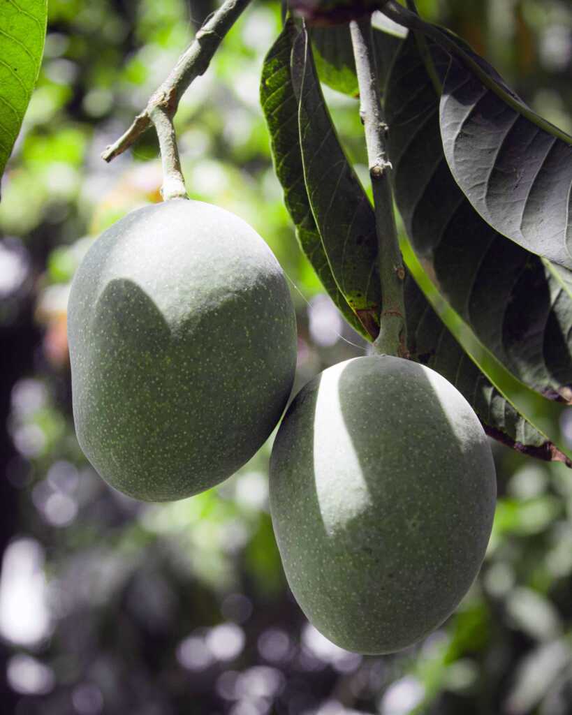 Tommy Atkins Mango Tree | PlantVine