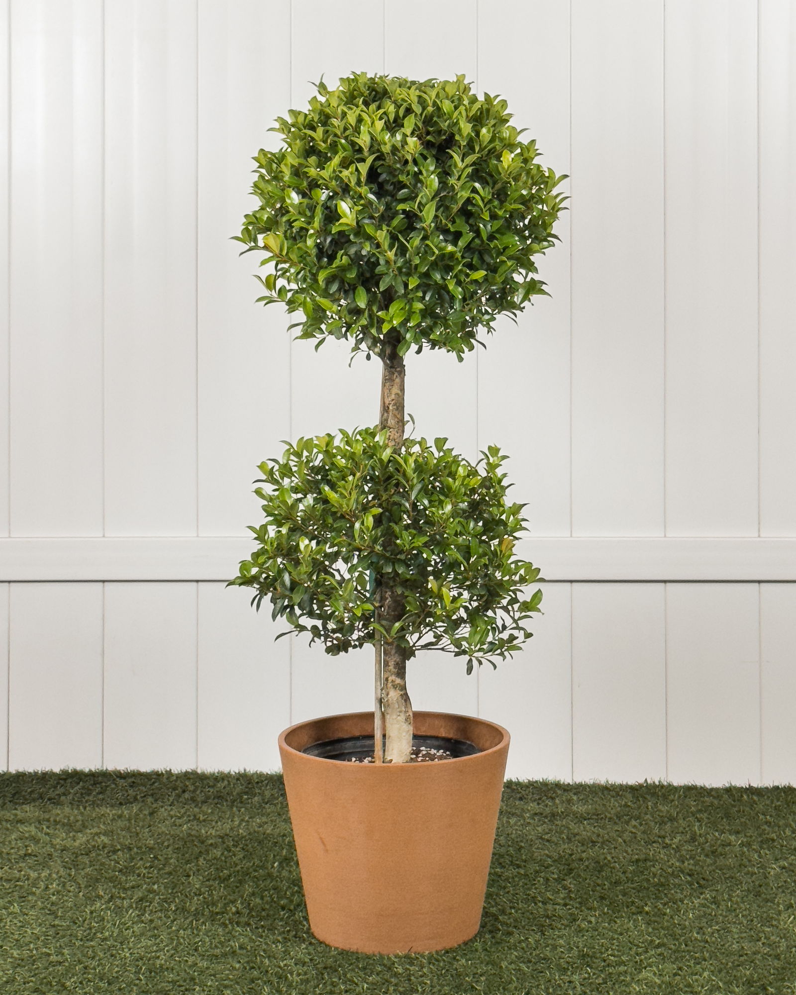 Eugenia 2-Ball Topiary | PlantVine