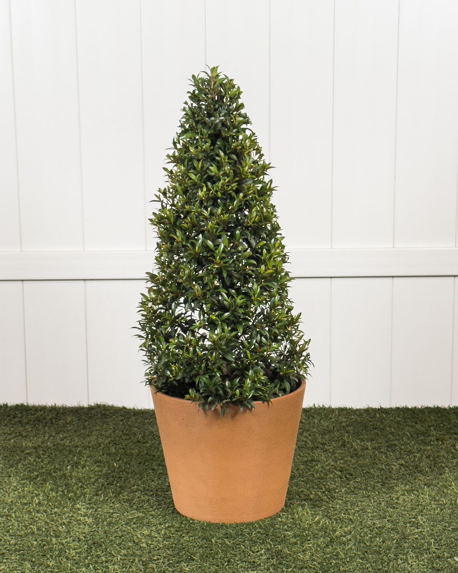 Eugenia Topiary Plant Topiaries For Orlando