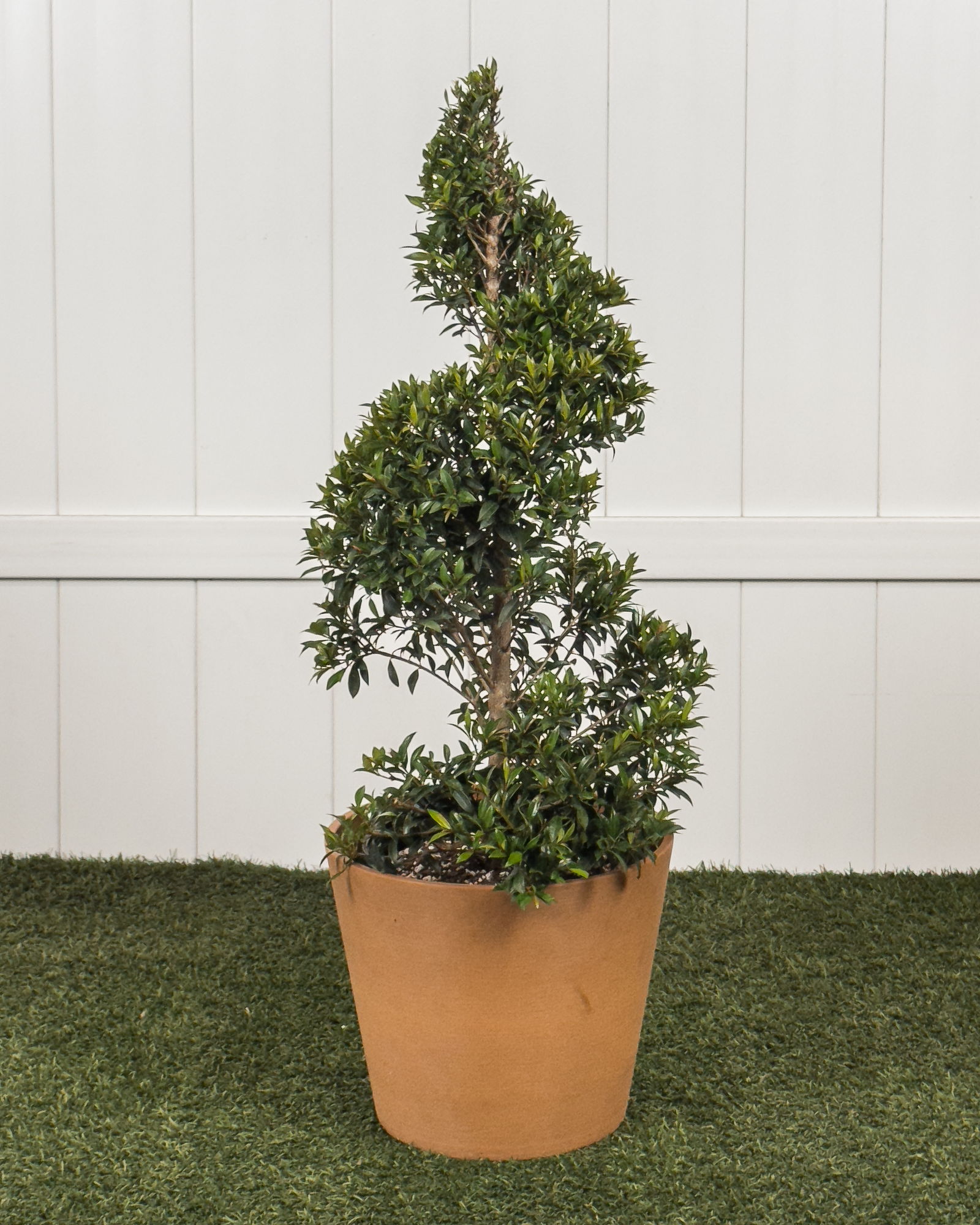 Eugenia Topiary Plant Topiaries For Orlando