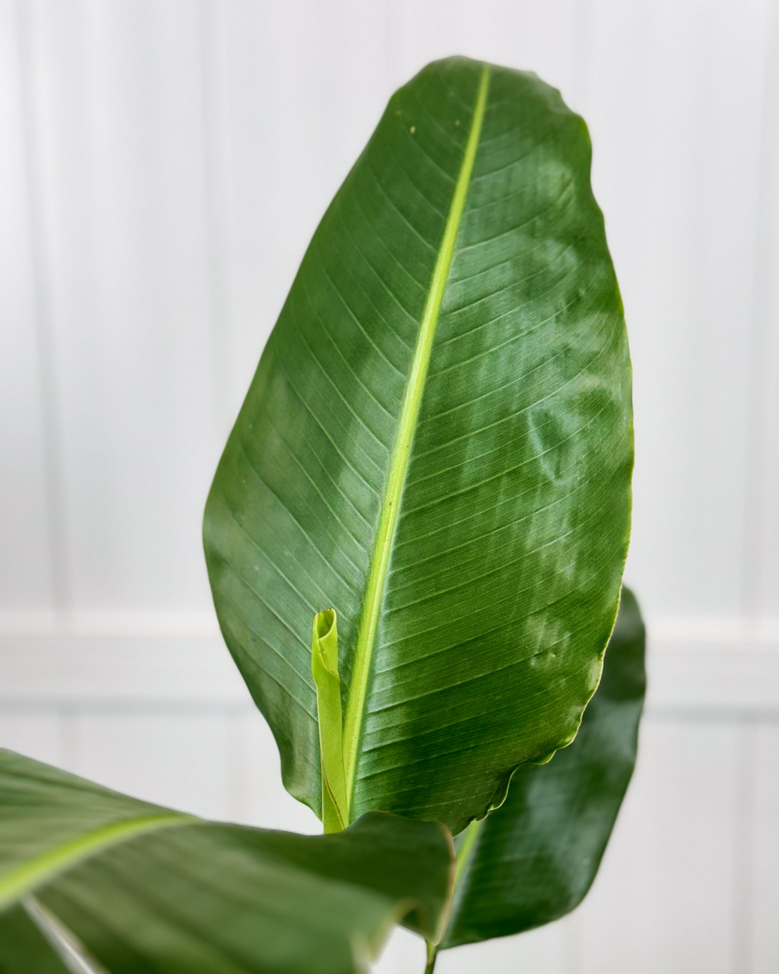 Traveler’s Palm | PlantVine