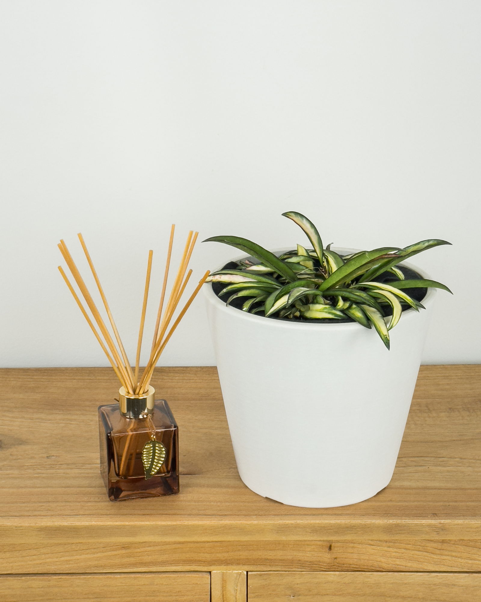 Tri-Color Hoya wayetii | PlantVine