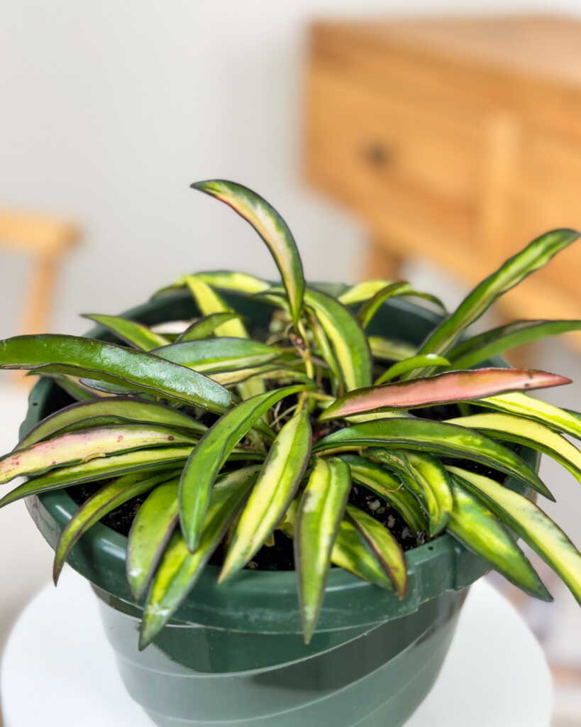 Tri-Color Hoya wayetii | PlantVine