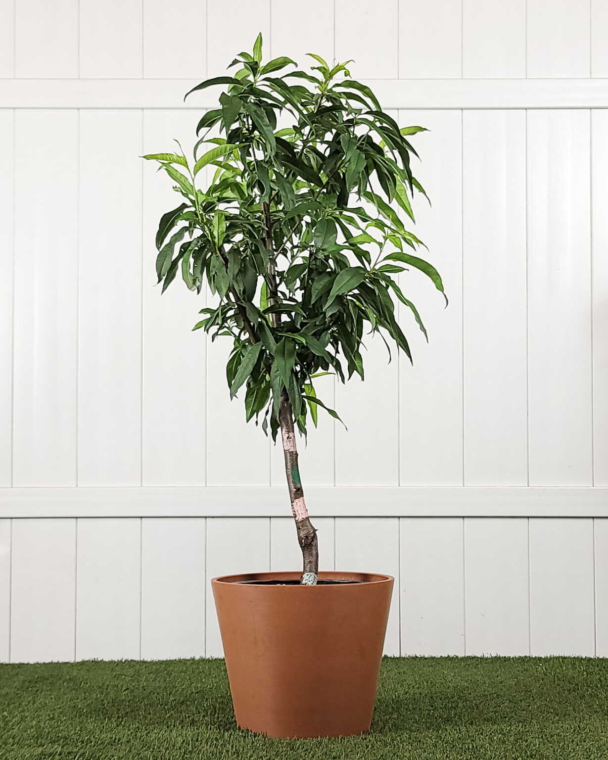 Tropic Snow Peach | PlantVine