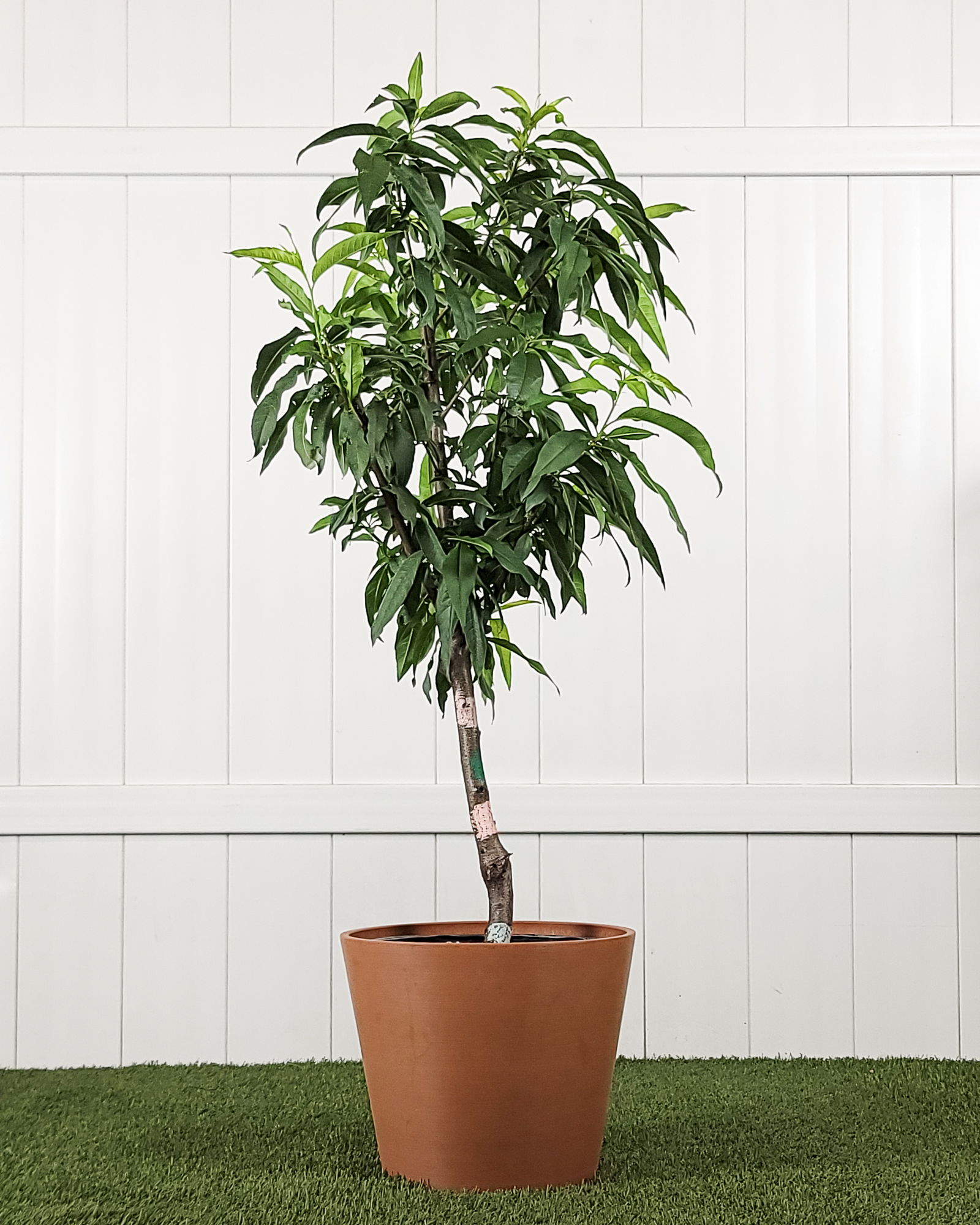 Tropic Snow Peach | PlantVine