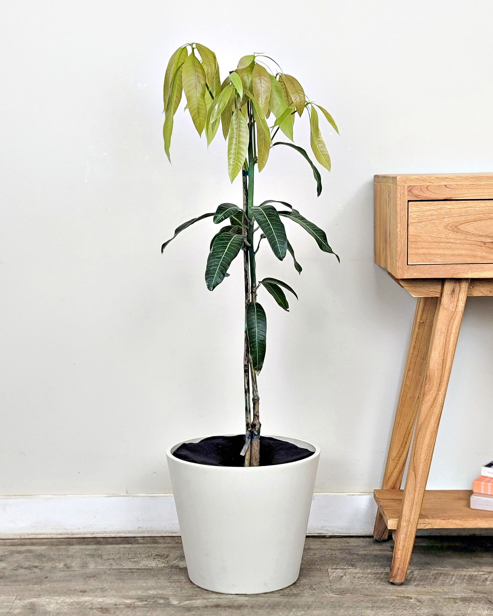 Valencia Pride Mango | PlantVine